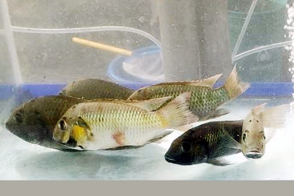 กรมประมง ยอมแล้ว 2556-2559 ไทยส่งออกปลาหมอคางดำจริง - สยามรัฐ