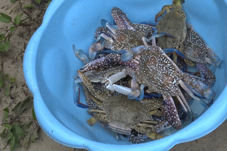 ประมงพื้นบ้านนำ เรือเก็บอวนปูกลางทะเลกลับเข้าฝั่ง เริ่มฤดูมรสุมฯราคาดี ...